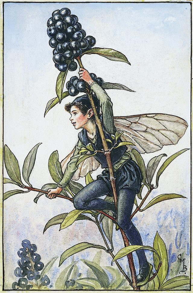 The Fairies of The Autumn Archives - Flower Fairies