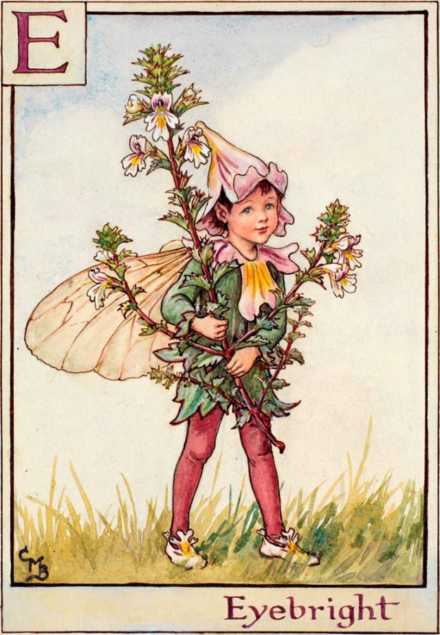 Alphabet Fairies Archives - Flower Fairies