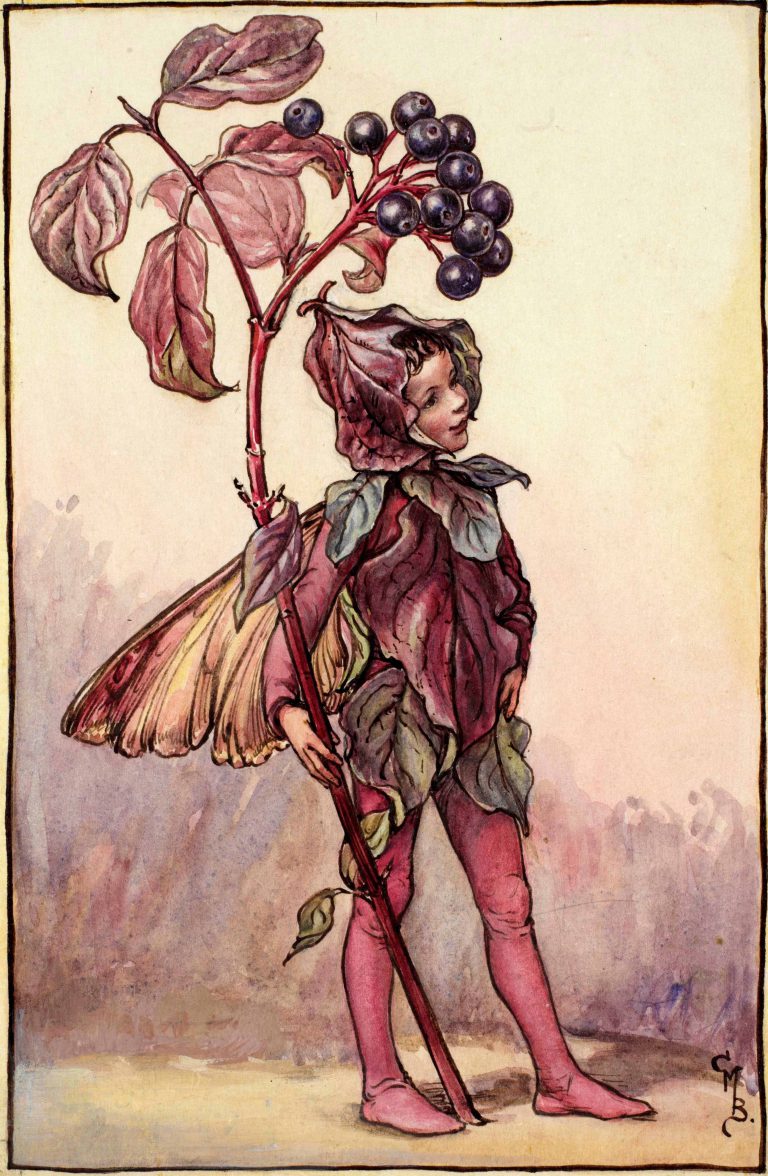 The Fairies of The Autumn Archives - Flower Fairies