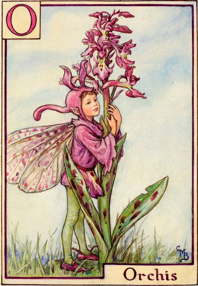 The Orchis Fairy - Flower Fairies