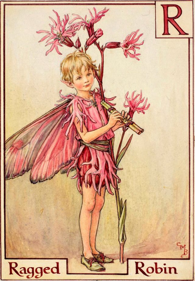 The Ragged Robin Fairy - Flower Fairies