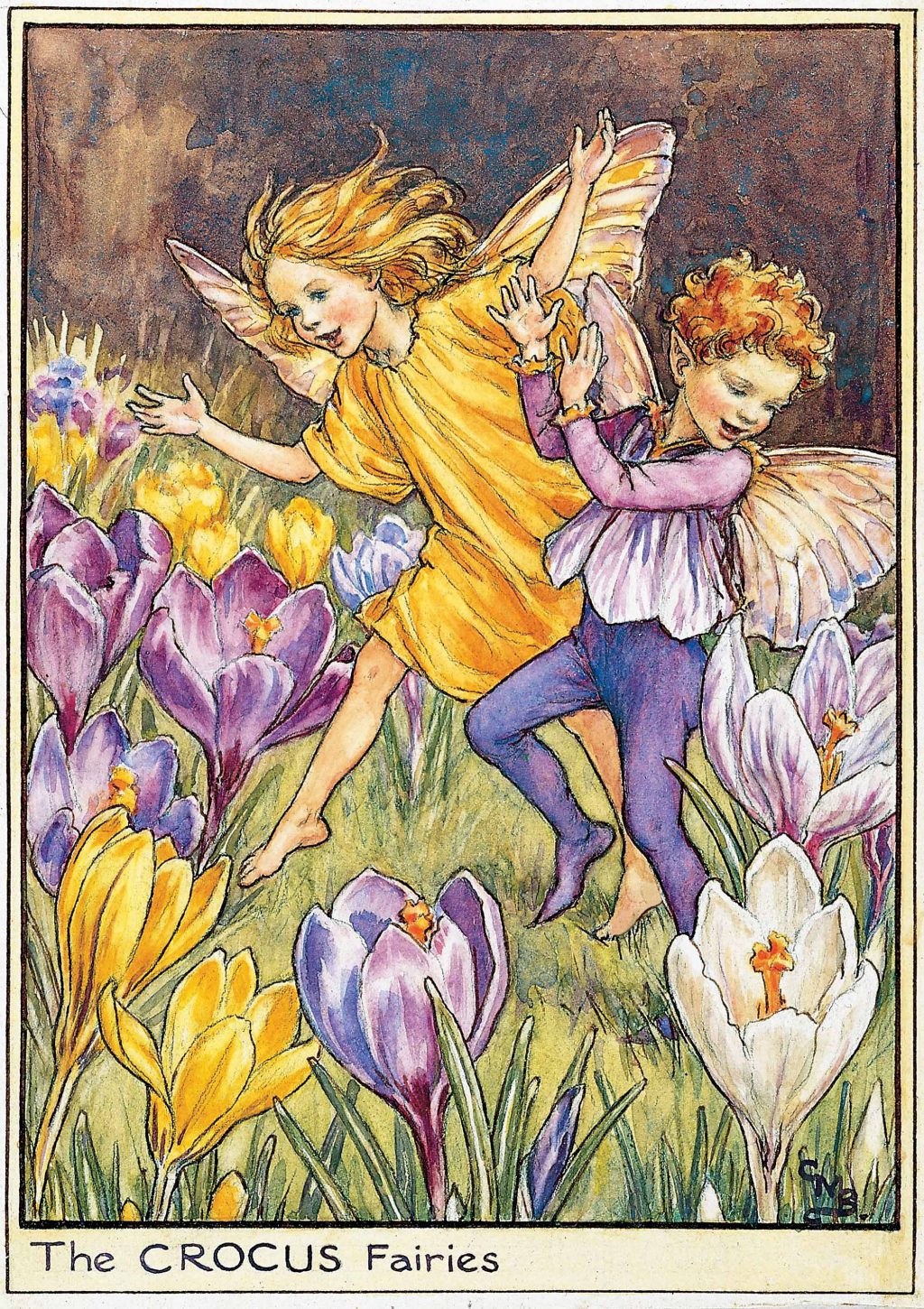 The Crocus Fairies - Flower Fairies