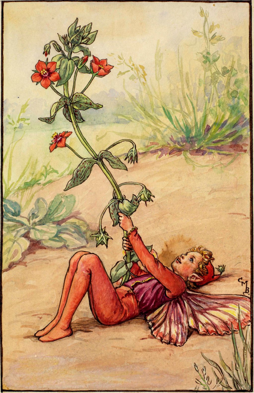 The Fairies of The Summer Archives - Flower Fairies