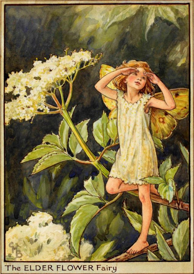 The Fairies of The Trees Archives - Flower Fairies