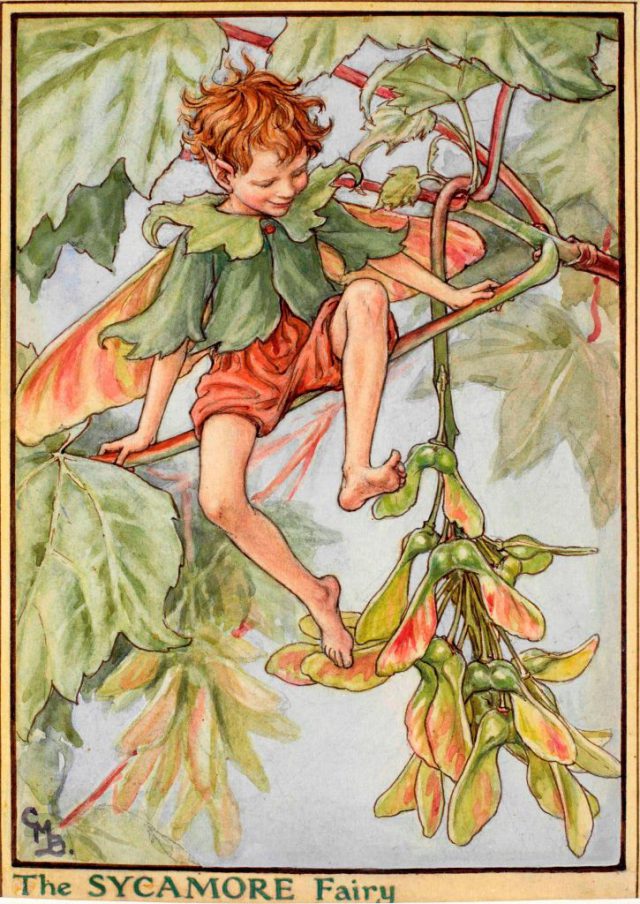 The Fairies of The Trees Archives - Flower Fairies
