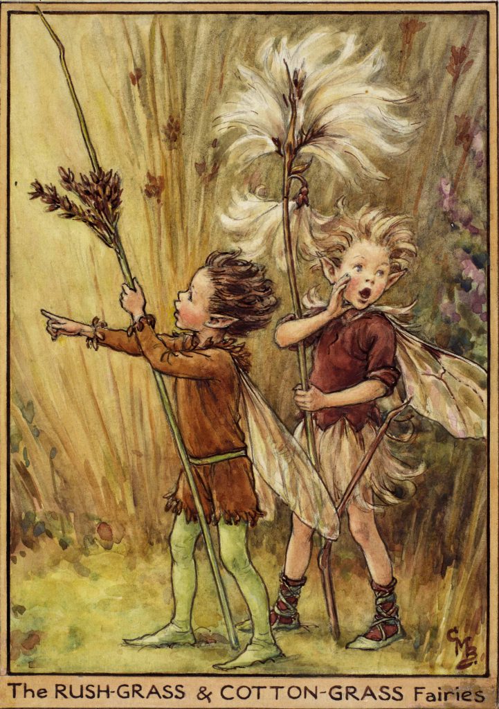 The Fairies of The Winter Archives - Flower Fairies